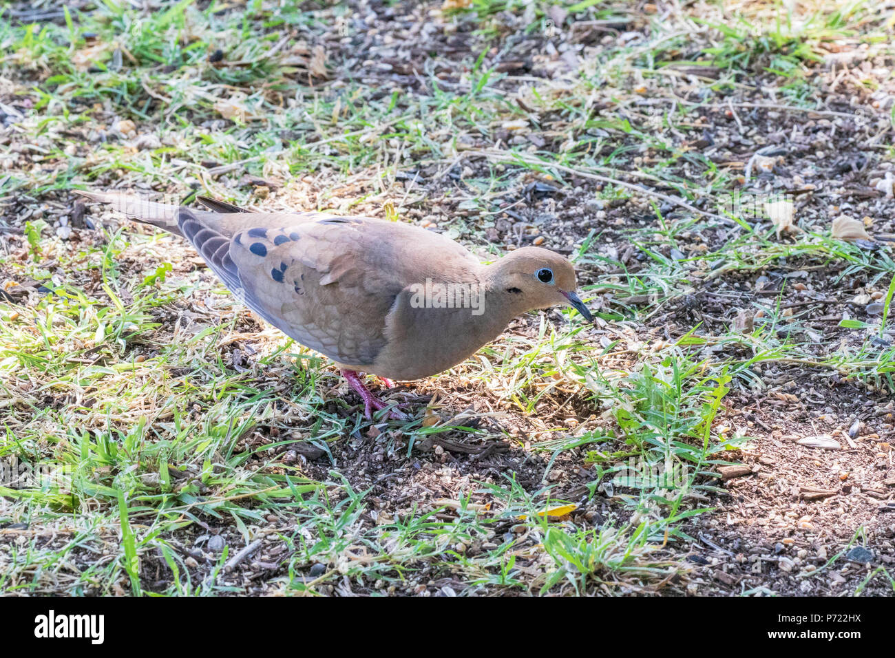 Mourning Dove, American Mourning Dove, Rain Dove - Zenaida macroura ...