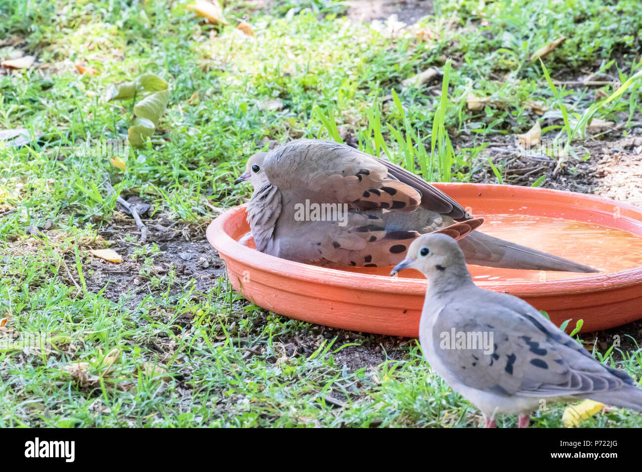 Mourning Dove, American Mourning Dove, Rain Dove - Zenaida macroura ...