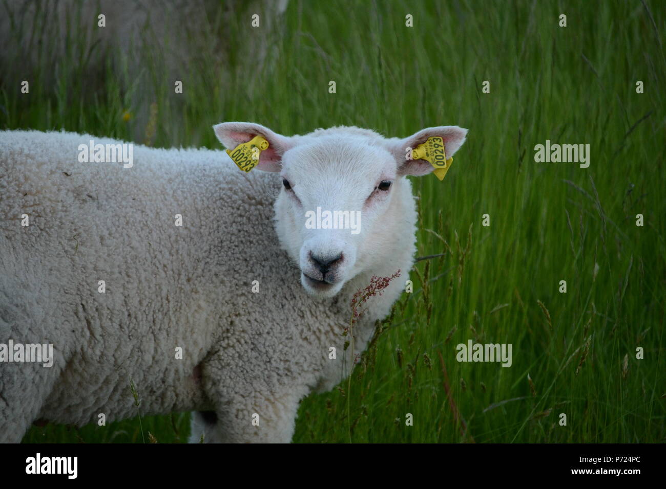 Cute little baby sheep hi-res stock photography and images - Alamy