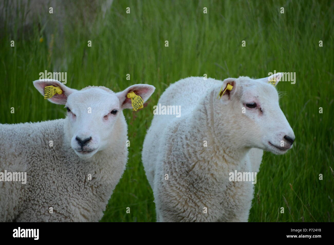 Cute baby sheep mother hi-res stock photography and images - Alamy