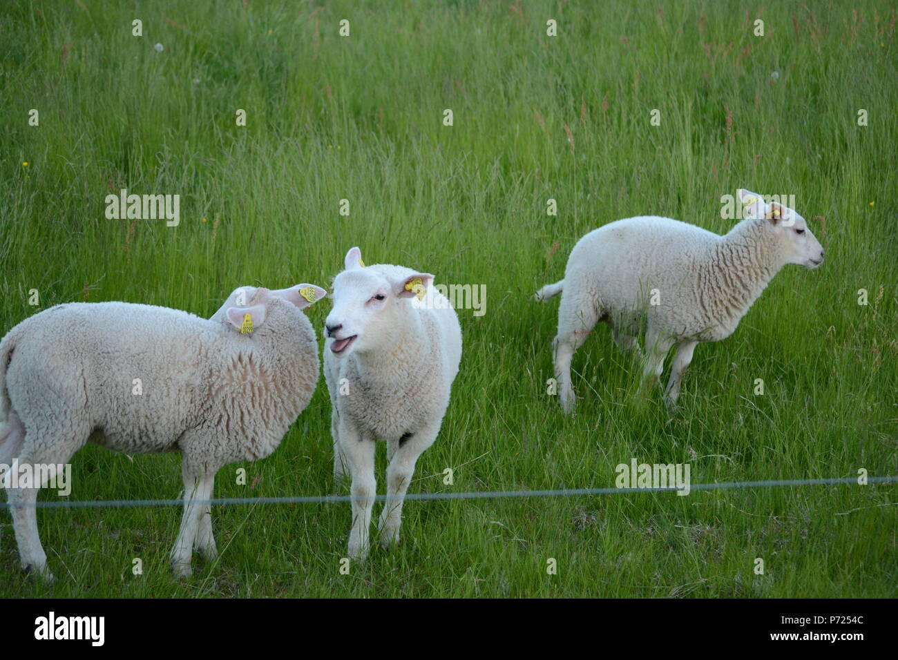 Cute baby sheep mother hi-res stock photography and images - Alamy
