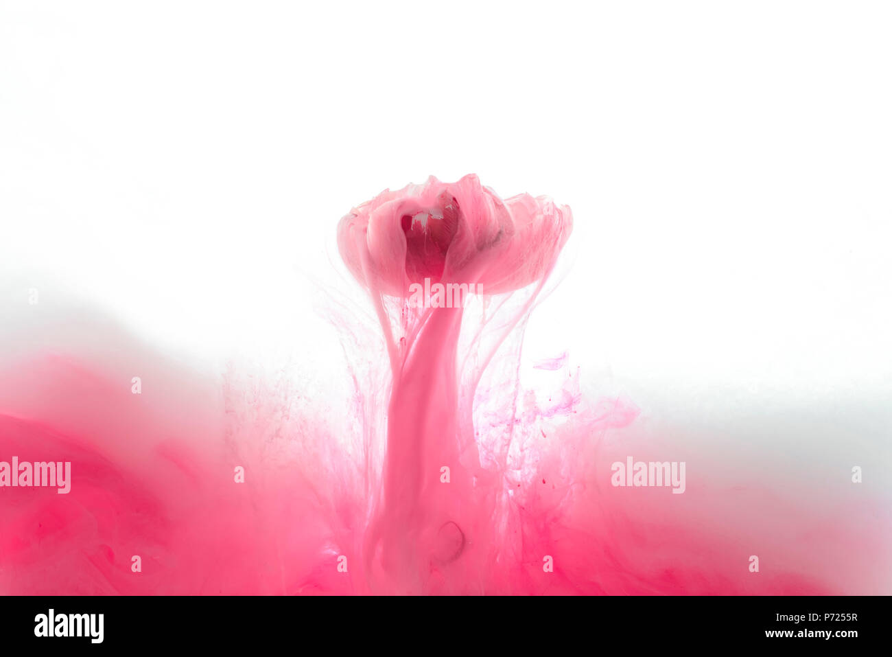 close up view of pink flower and ink splash isolated on white Stock ...