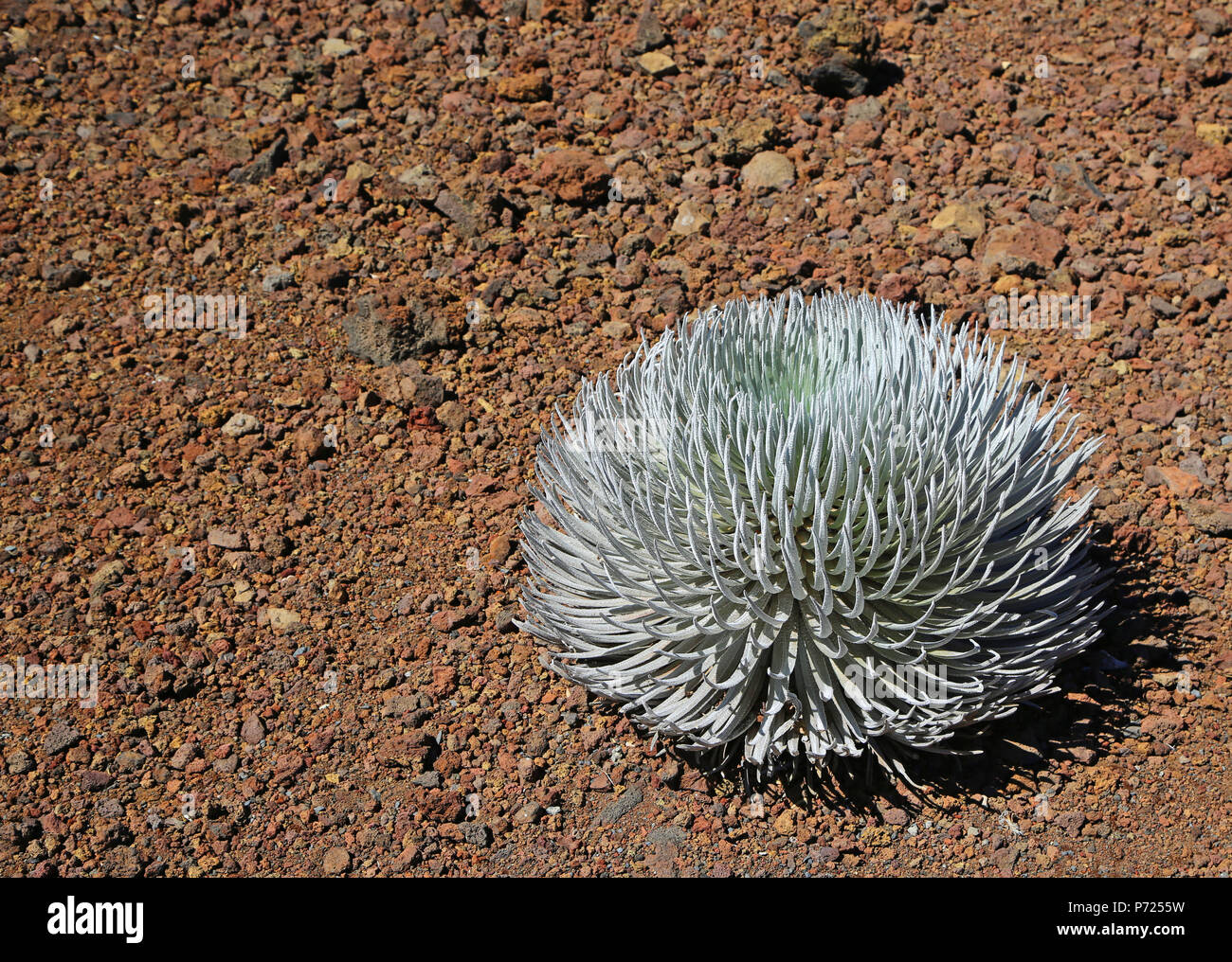 Silversword on Haleakala volcanic ground, Maui, Hawaii Stock Photo - Alamy
