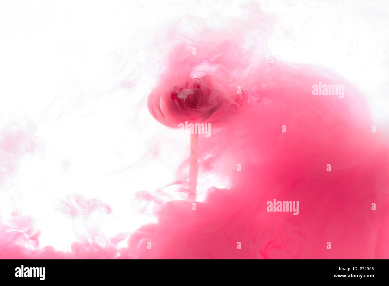 close up view of pink flower and paint splash isolated on white Stock ...