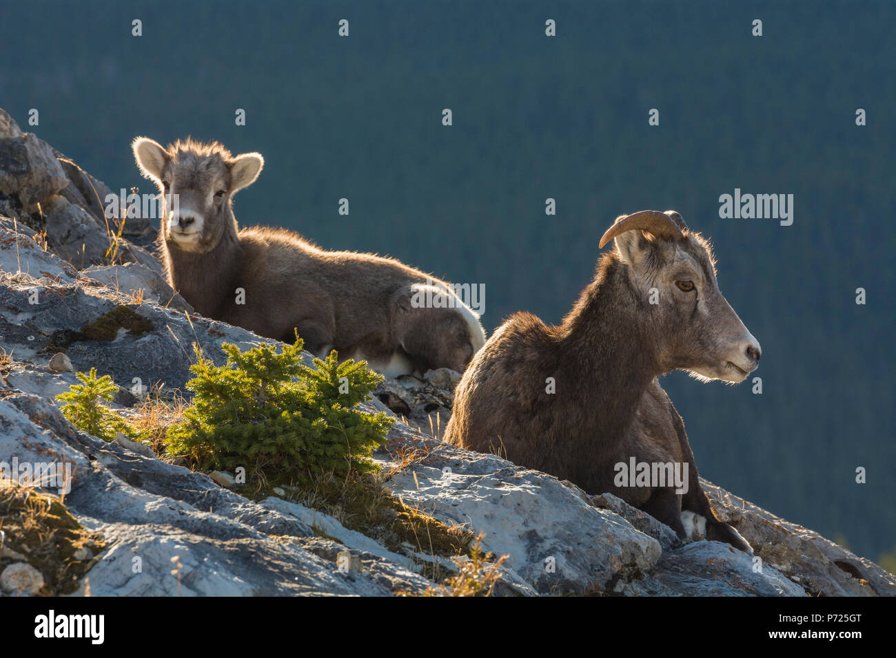 Rocky Mountain Bighorn Sheep ewe and lamb (Ovis canadensis), Jasper ...