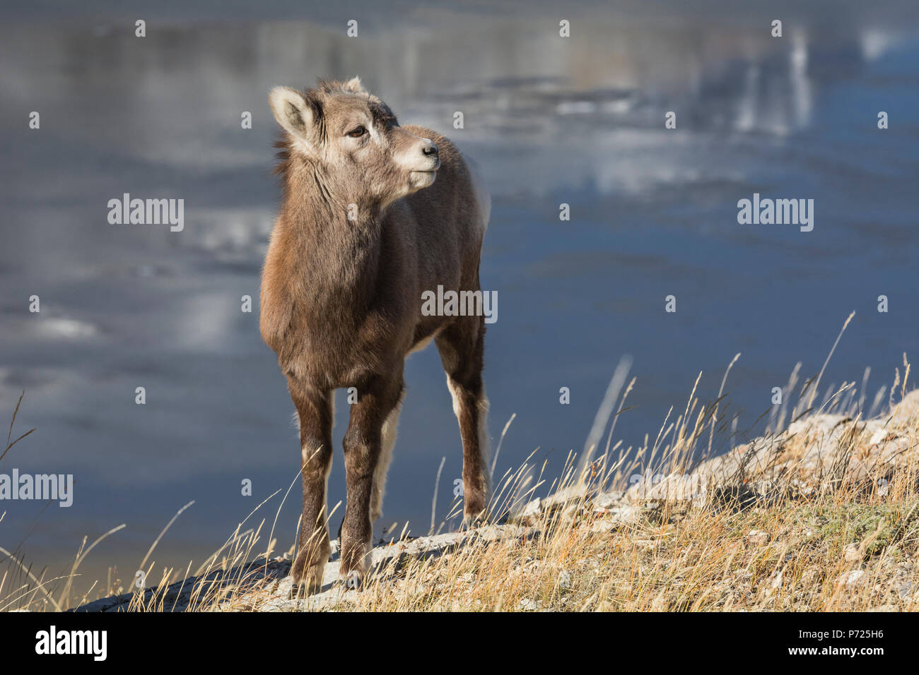 Rocky Mountain Bighorn Sheep lamb (Ovis canadensis), Jasper National ...