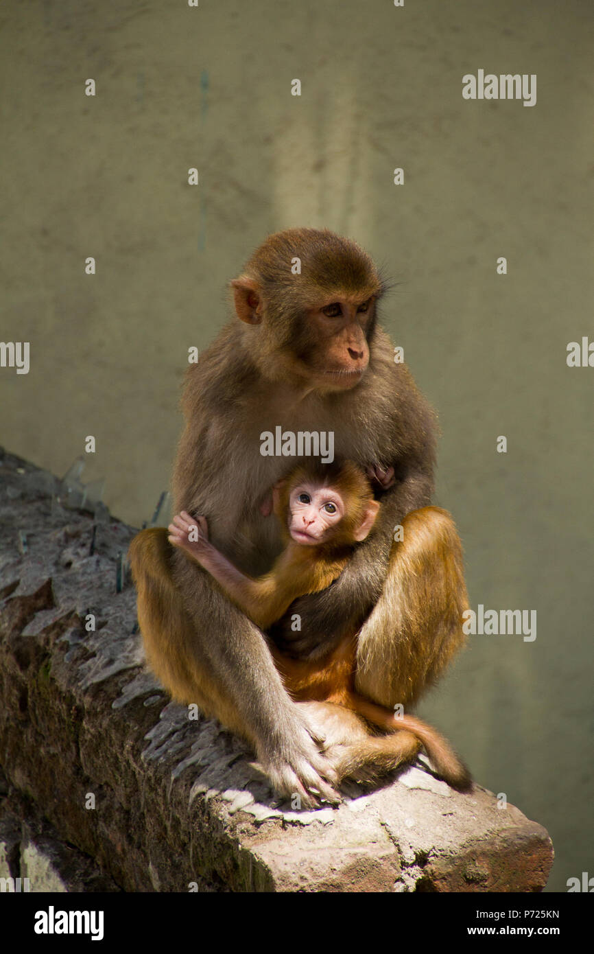 Monkeys of the Swayambhunath Monkey Temple, Kathmandu, Nepal, Asia ...