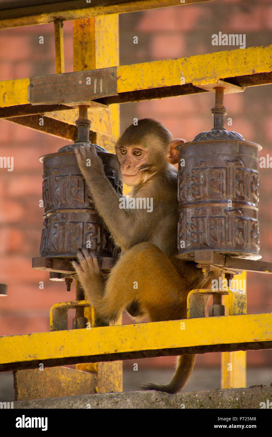 Monkey and Buddhist prayer wheels, the Swayambhunath Monkey Temple ...