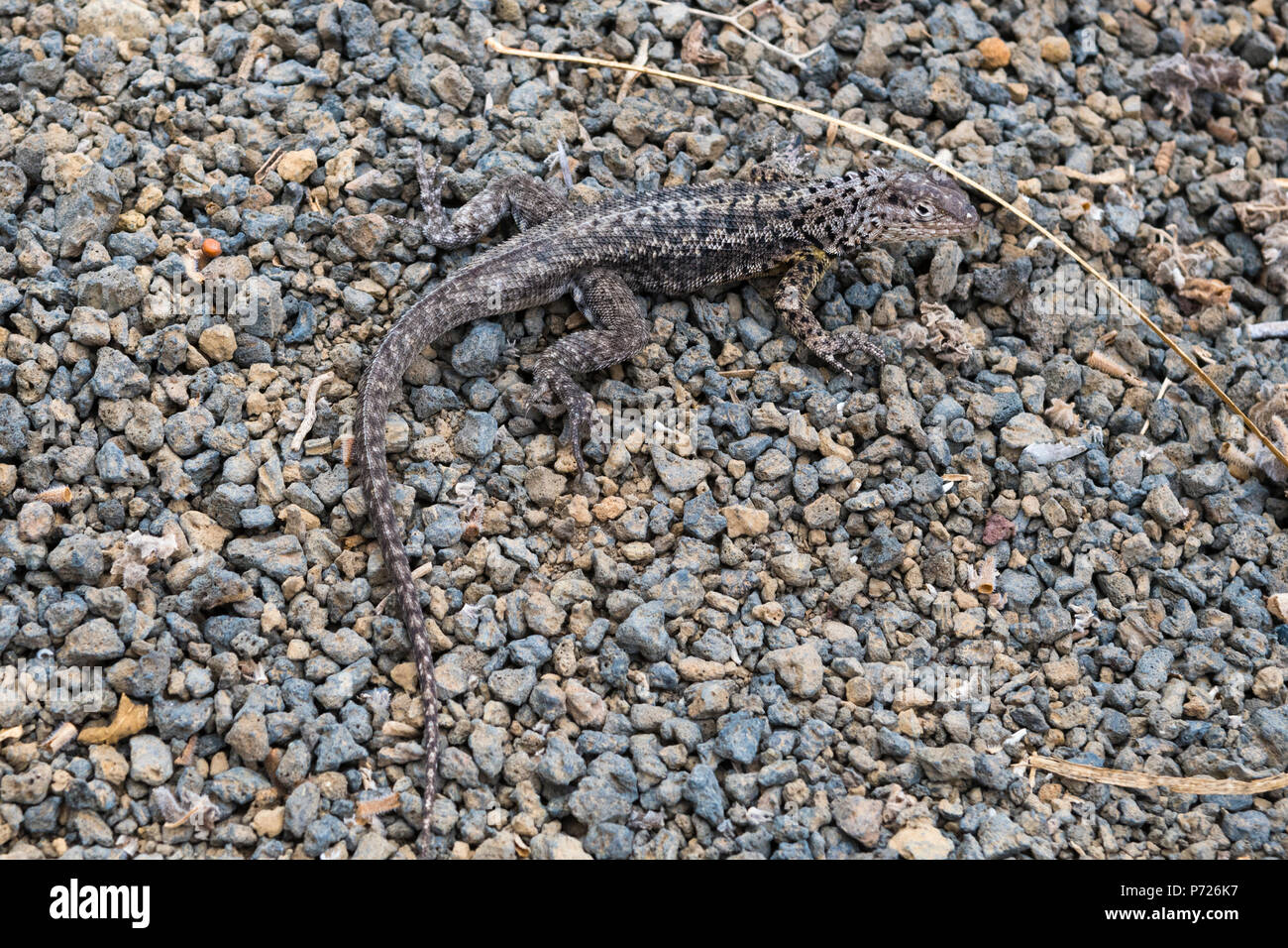 Galapagos Lava Lizard (Microlophus albemarlensis), Floreana Island ...