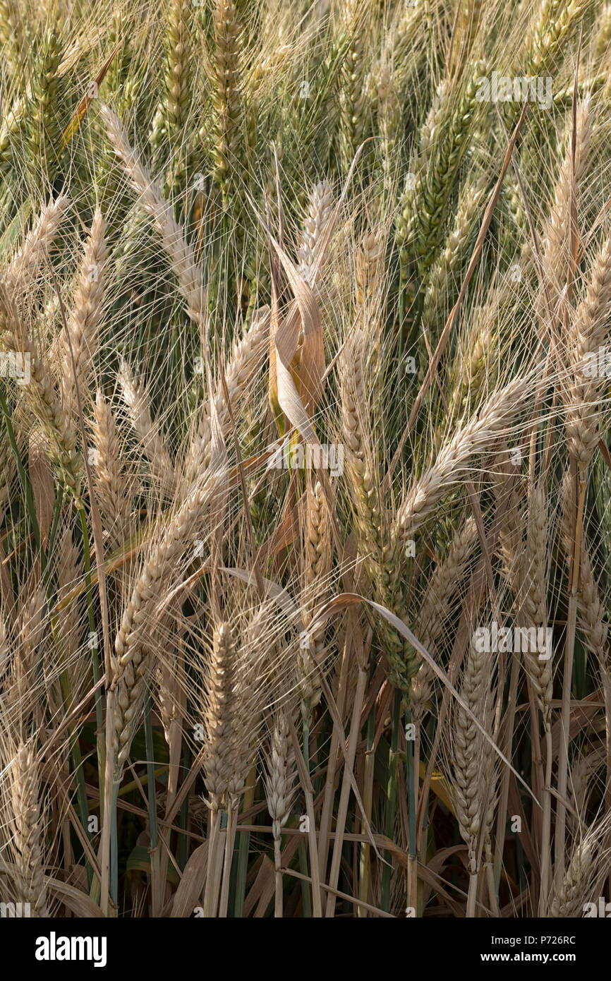 Wheat shafts hi-res stock photography and images - Alamy
