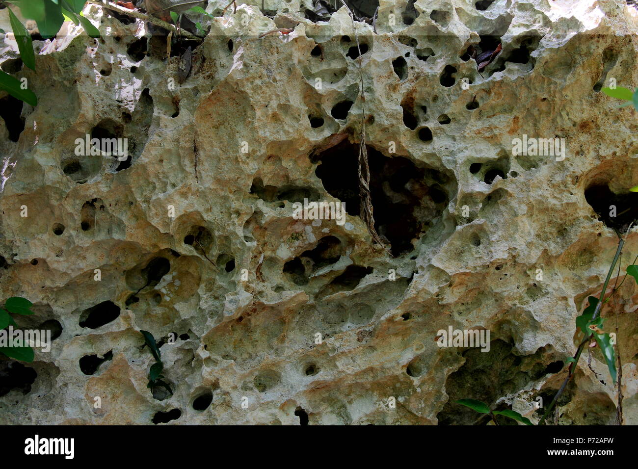 Shell stone texture. background shell rock Stock Photo - Alamy