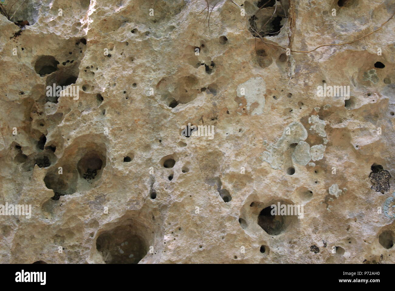 Shell stone texture. background shell rock Stock Photo - Alamy