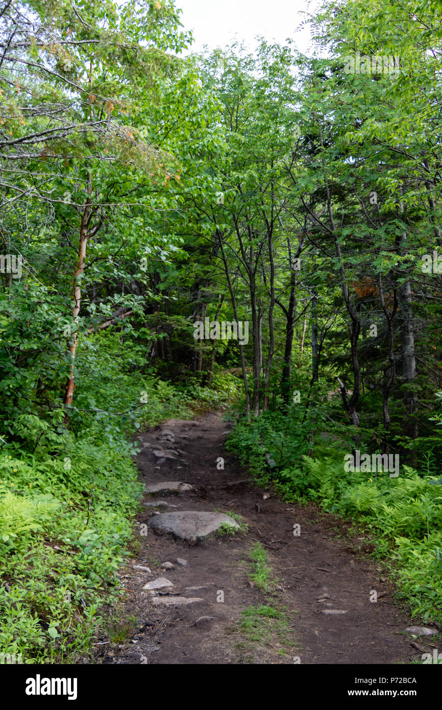 Amidst forest hi-res stock photography and images - Alamy