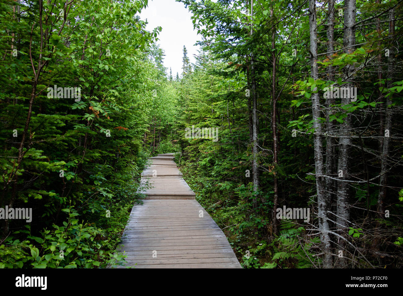 Amidst forest hi-res stock photography and images - Alamy