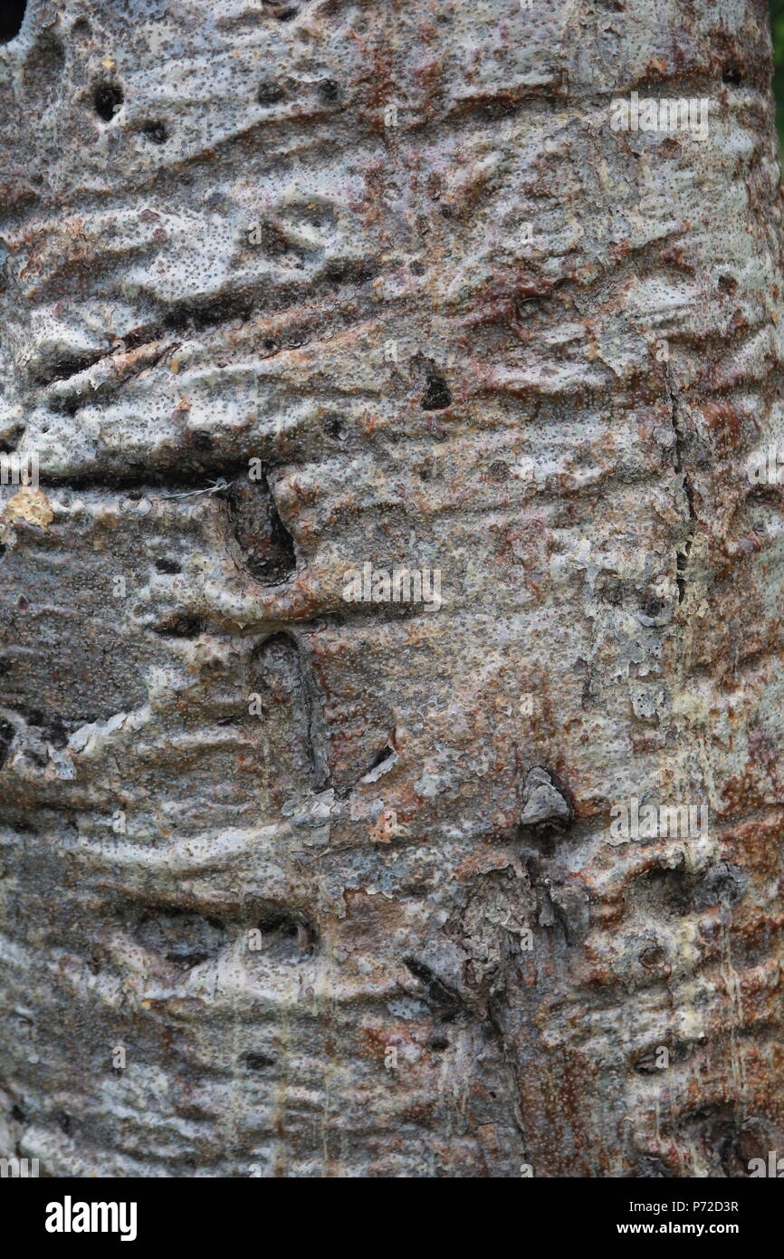 Beautiful tree bark hi-res stock photography and images - Alamy