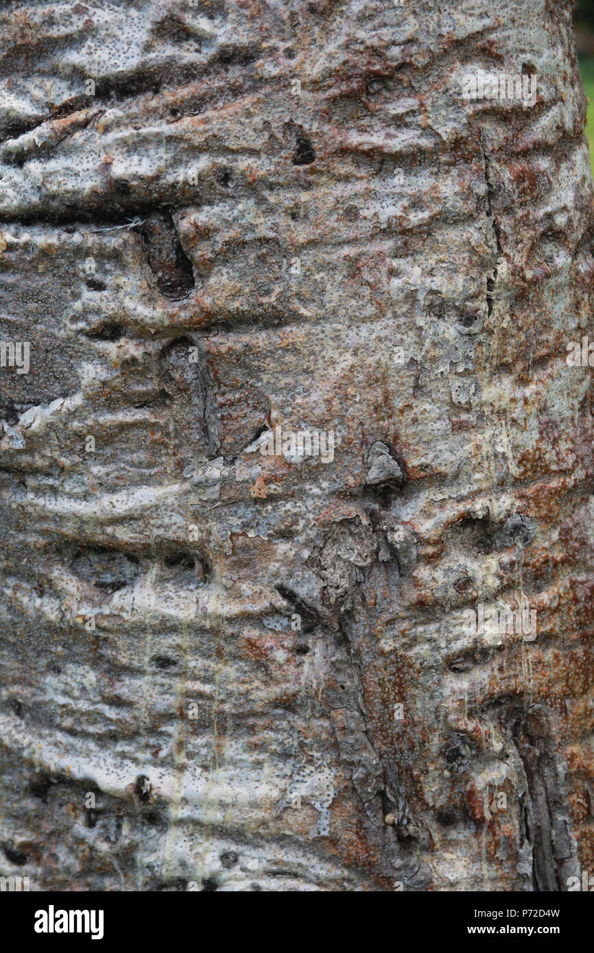 Baobab love hi-res stock photography and images - Alamy