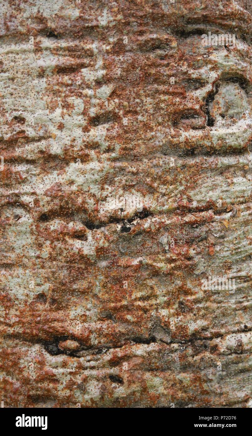 Beautiful bark of the baobab tree Stock Photo - Alamy