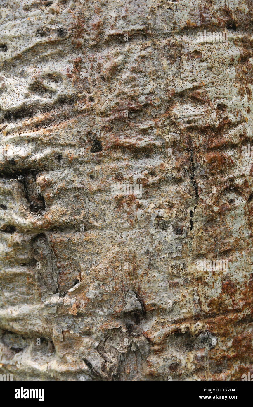 Old baobab tree hi-res stock photography and images - Alamy