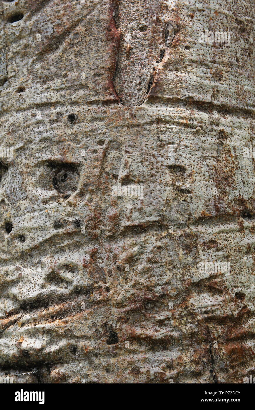 Beautiful bark of the baobab tree Stock Photo - Alamy