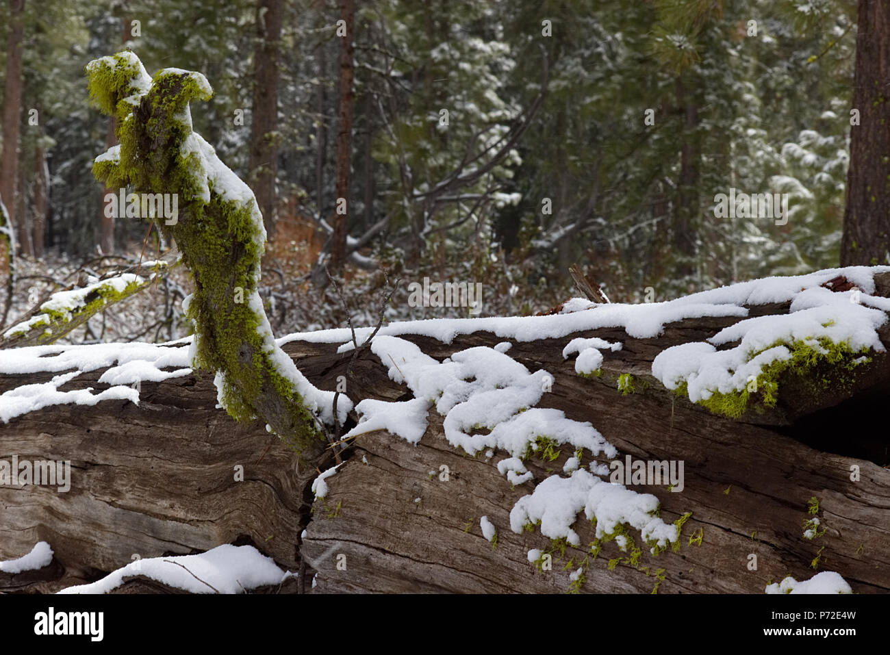 Moss Log in Winter Stock Photo - Alamy