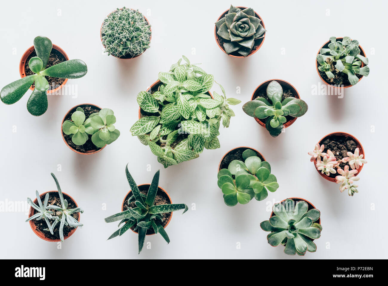 Succulents in pots hi-res stock photography and images - Alamy