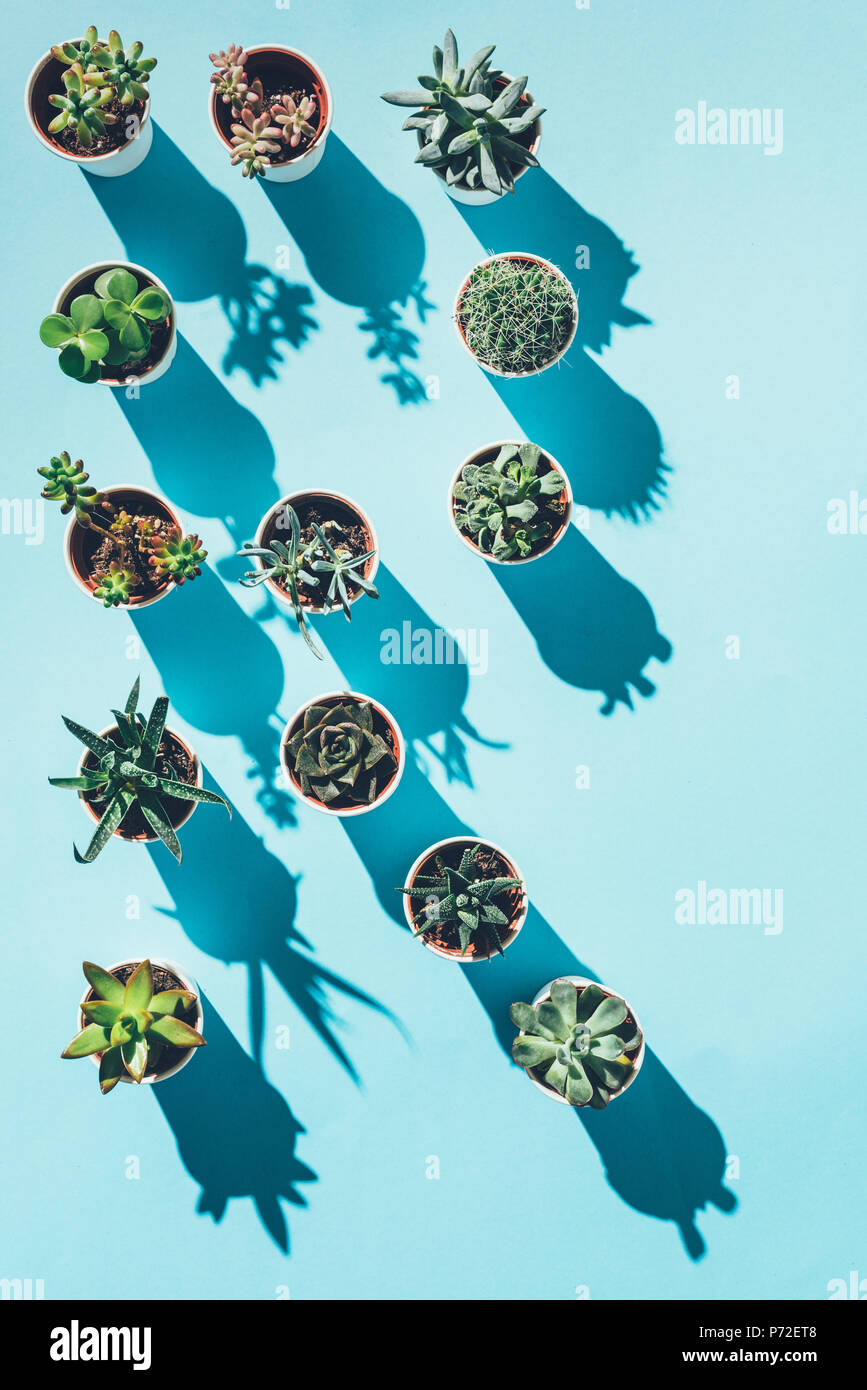 top view of letter R made from green potted plants on blue Stock Photo ...