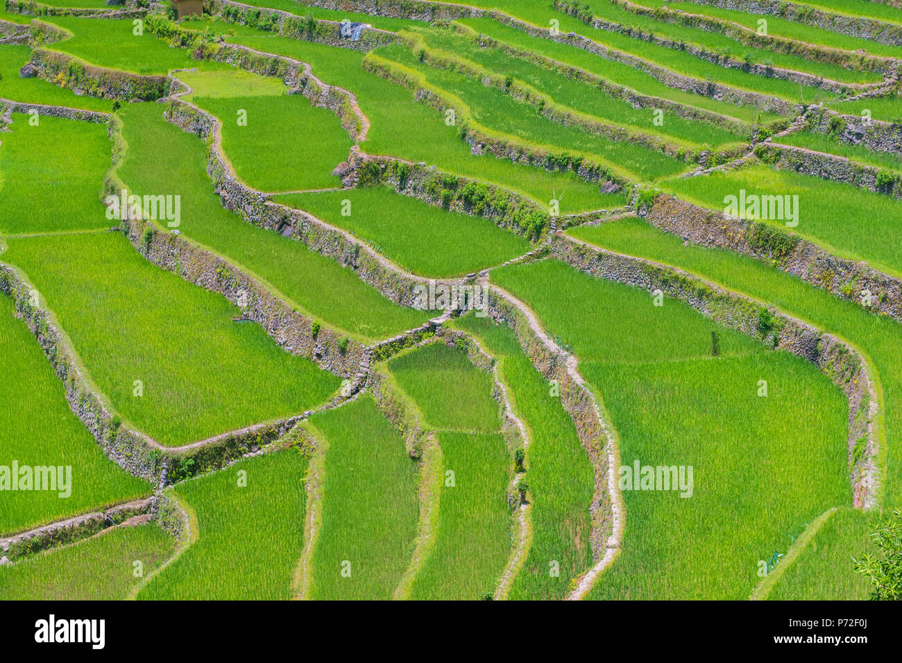 View of rice terraces fields in Banaue, Philippines. The Banaue rice ...