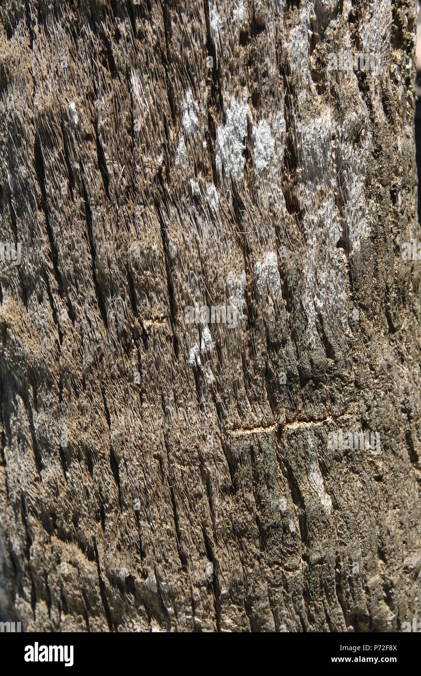Palm bark texture hi-res stock photography and images - Alamy