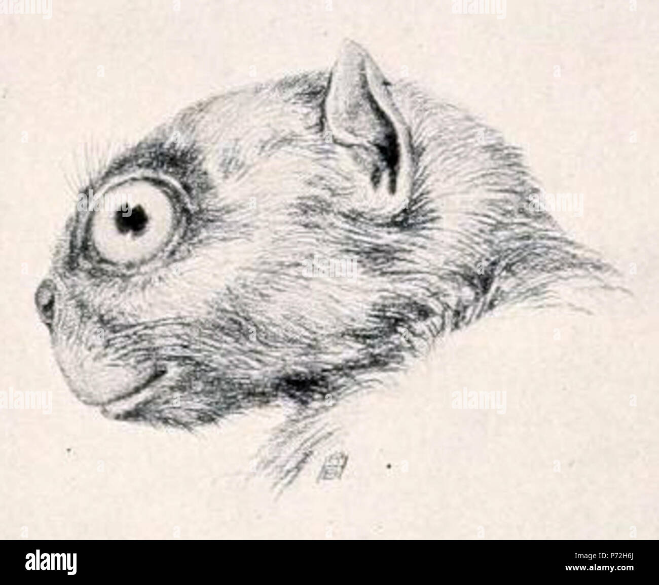 Homunculus hi-res stock photography and images - Alamy