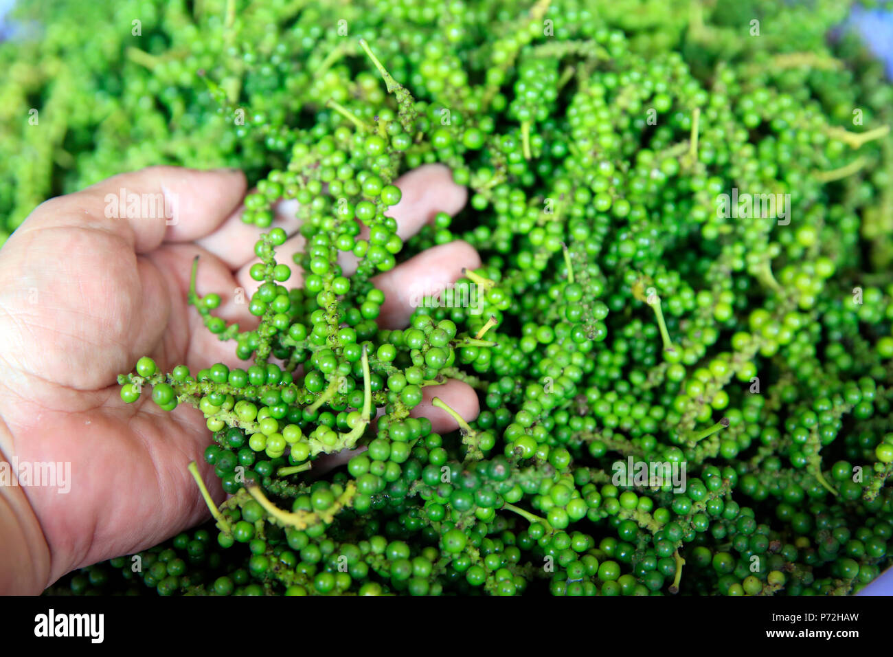 Indochina pepper hi-res stock photography and images - Alamy