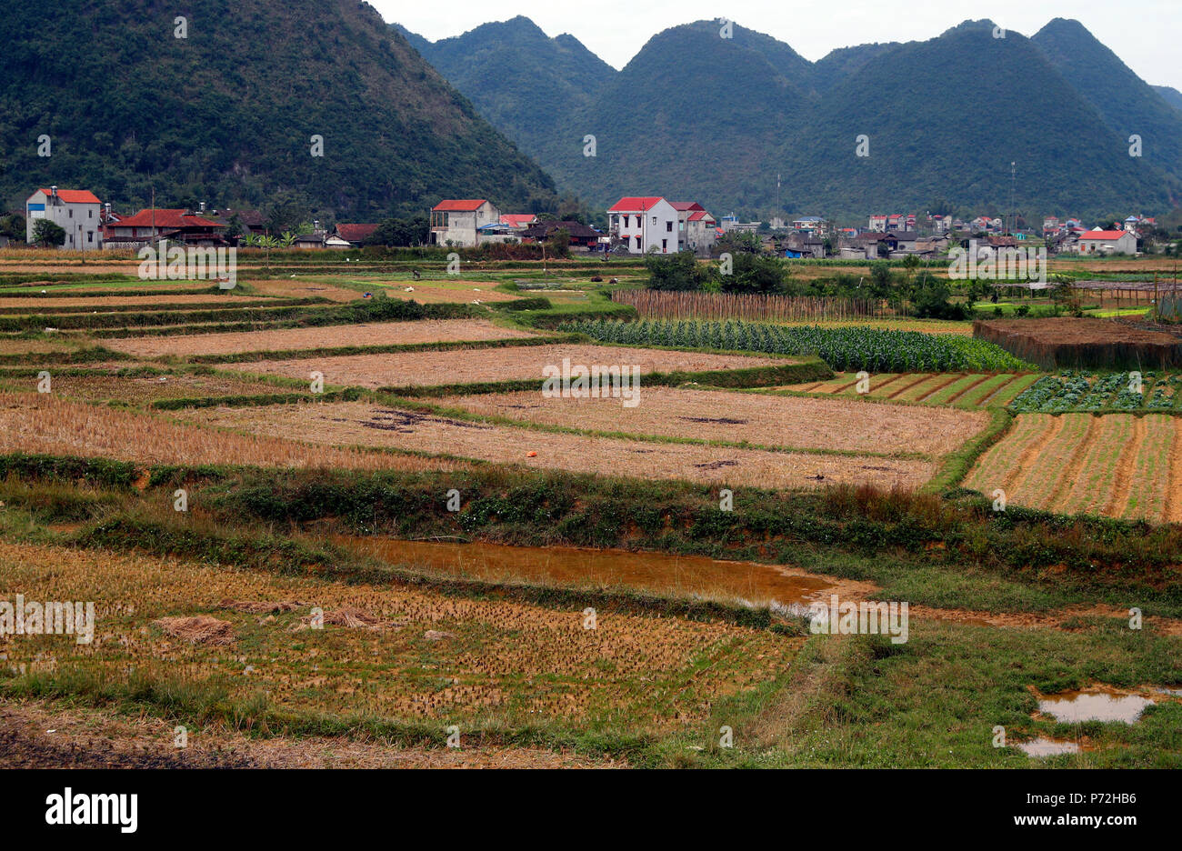 Rice fields after harvest hi-res stock photography and images - Alamy