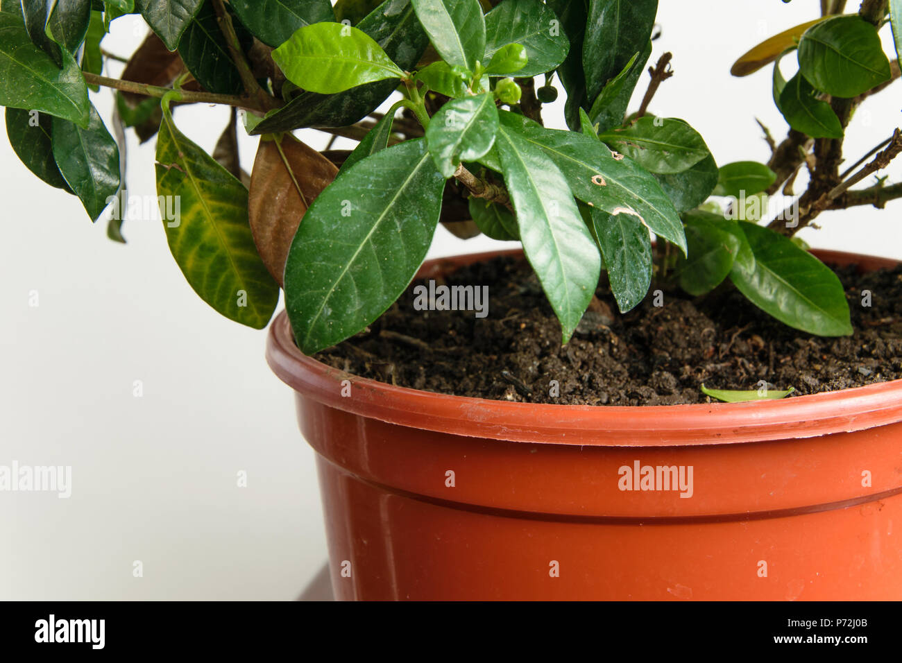 Sick gardenia plant with falling yellow leaves because of parasites ...
