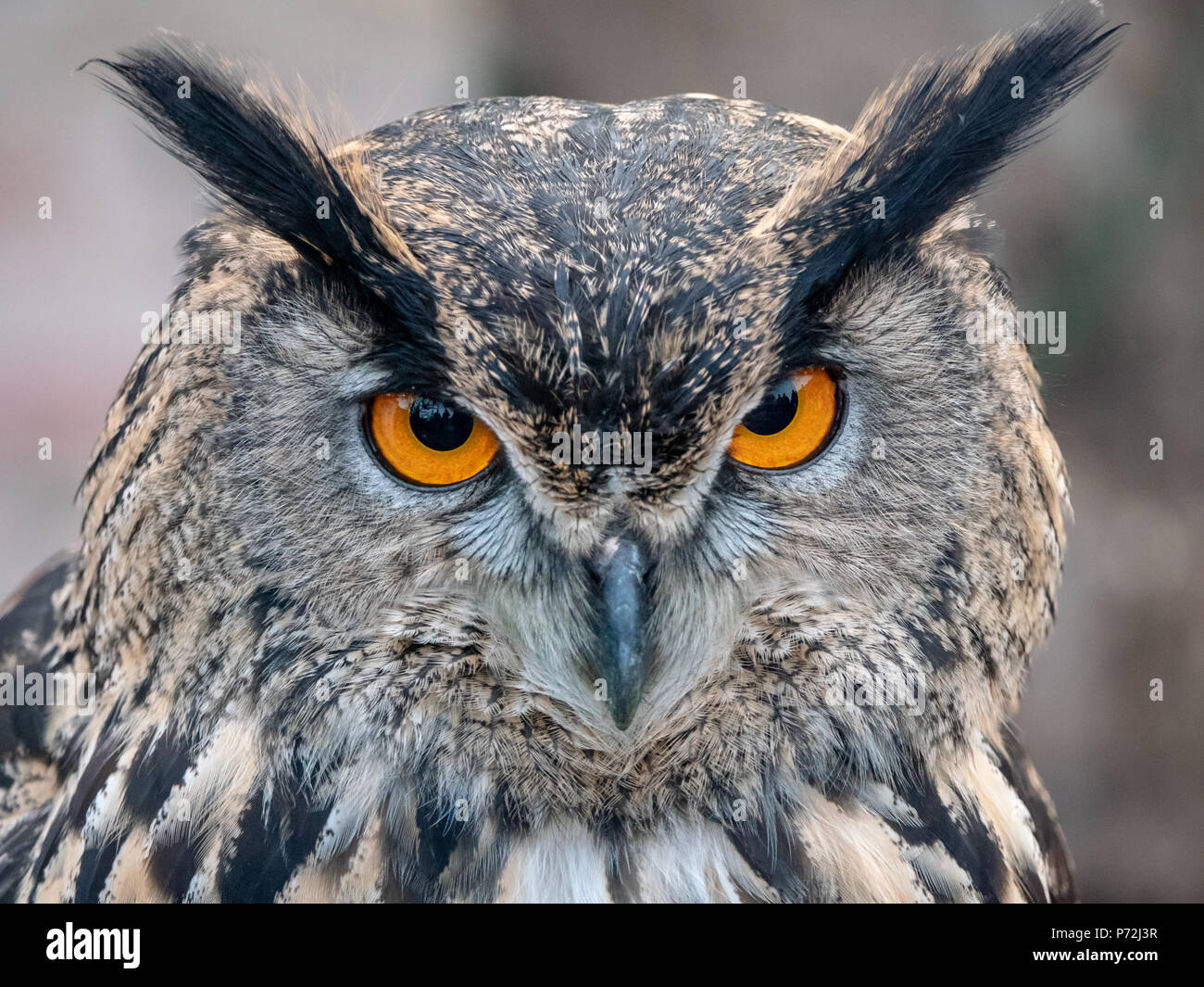Unraveling The Mystery Of Owl Eyes: Vision Beyond Compare
