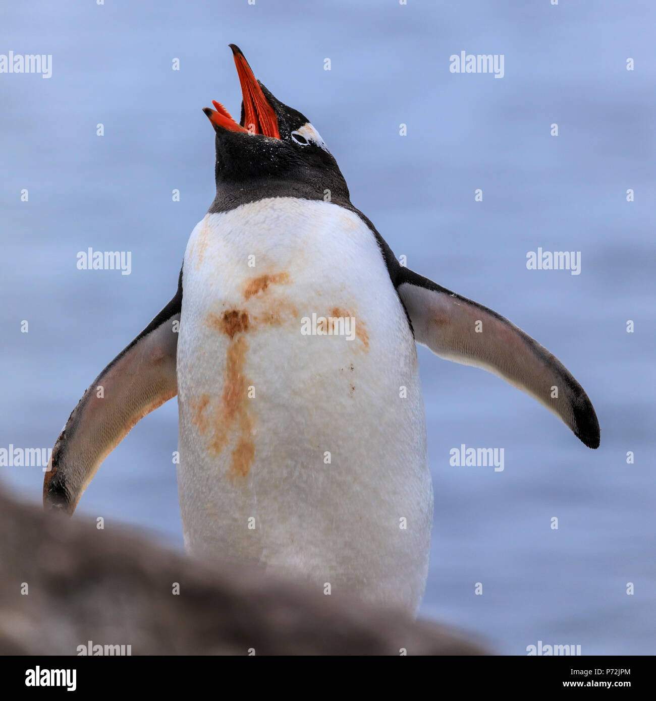 Gentoo penguin (Pygoscelis papua), calling, tongue visible, Gonzalez ...