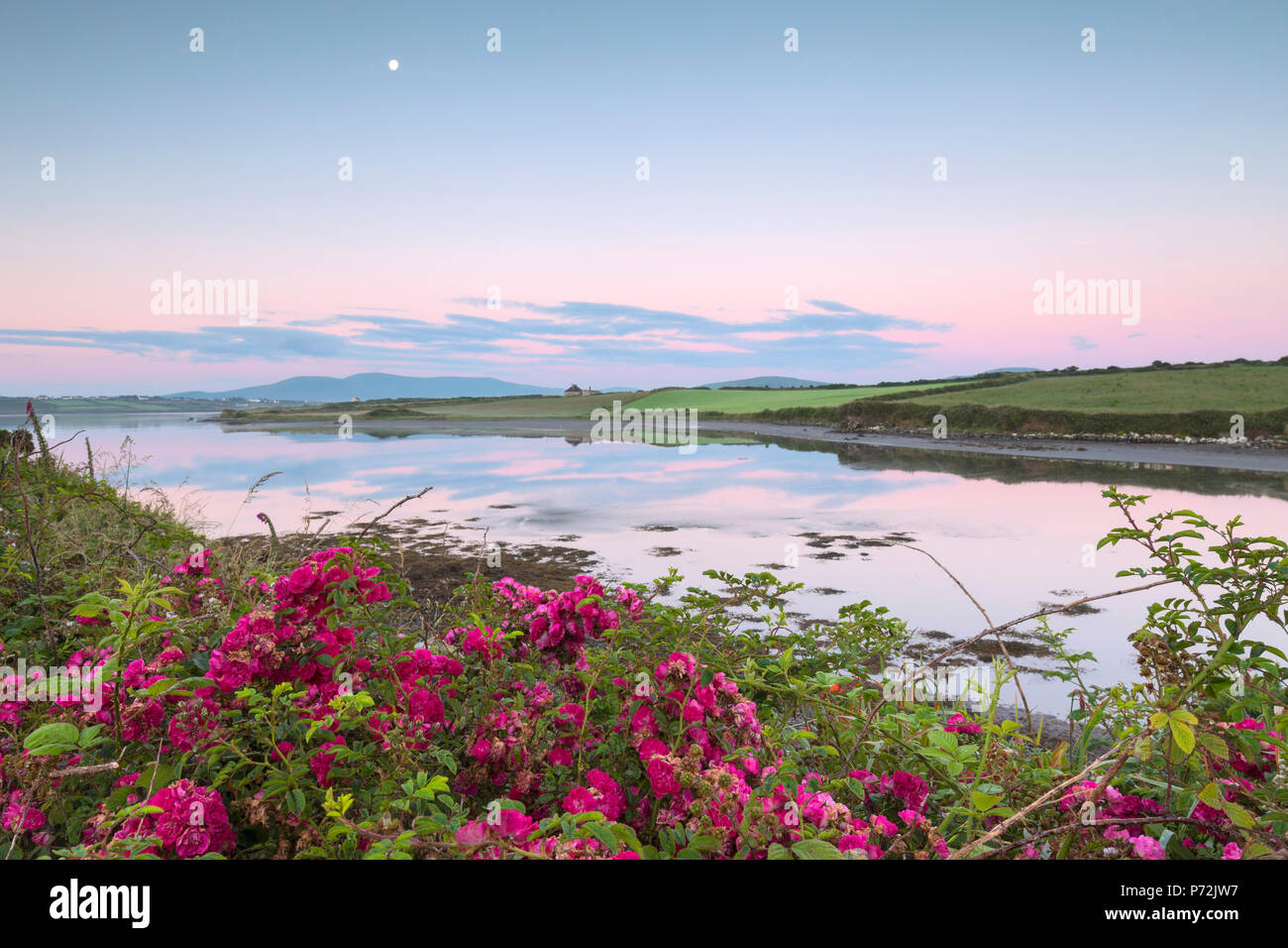 Wild flowers in meadows by the sea, Cahersiveen, County Kerry, Munster ...