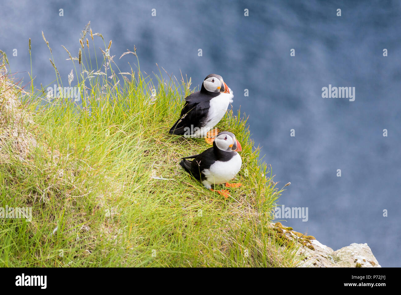 Atlantic puffins on grass, Kalsoy Island, Faroe Islands, Denmark ...