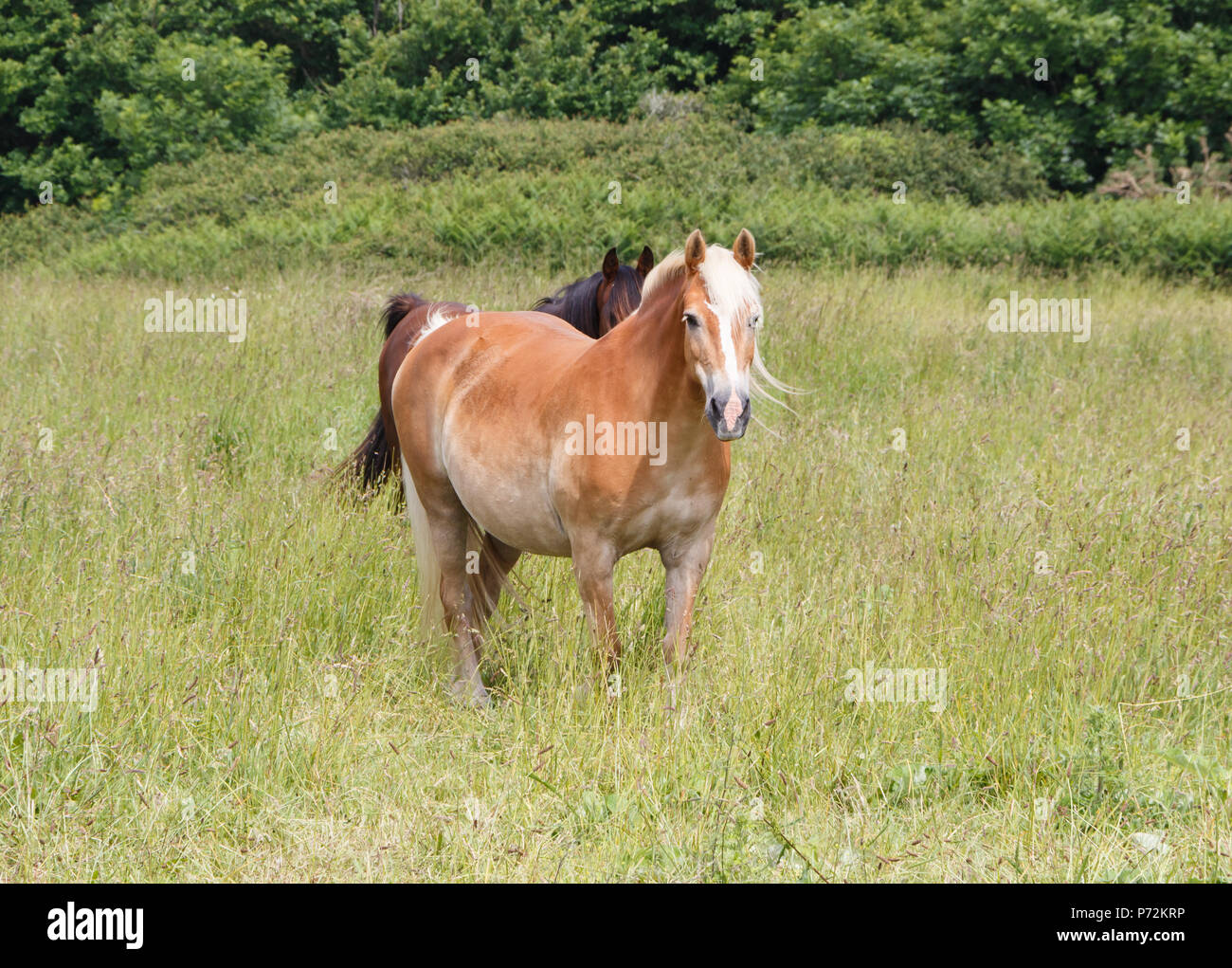 Haflinger pony hi-res stock photography and images - Alamy