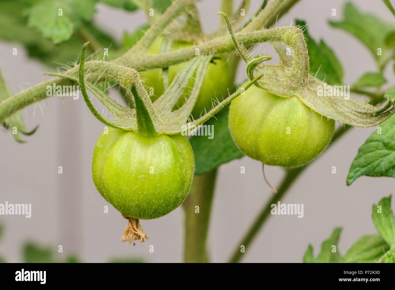 Orchard tomatoes hi-res stock photography and images - Alamy