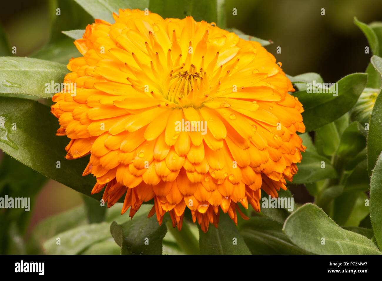Calendula plant in bloom Stock Photo - Alamy