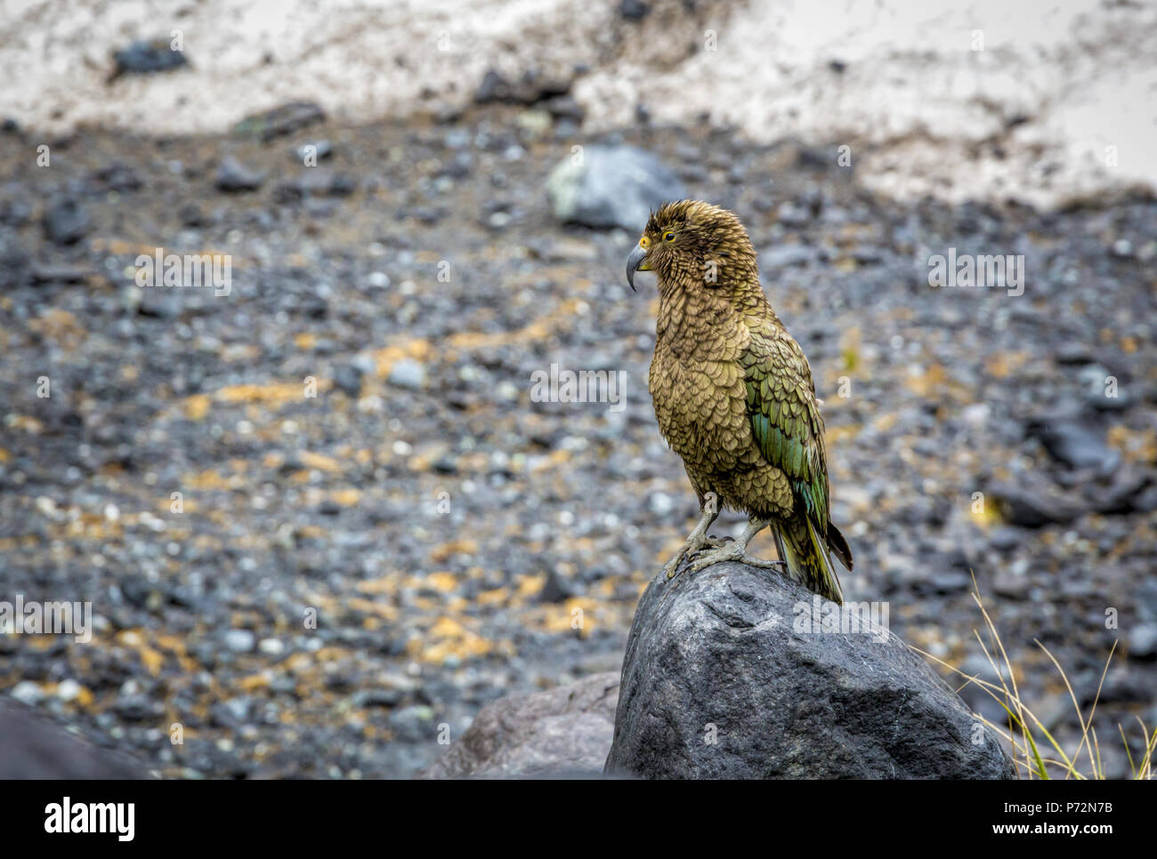 Fiordland national park animals hi-res stock photography and images - Alamy