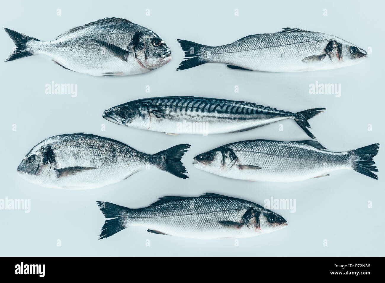 Top view sea bass fish hi-res stock photography and images - Alamy