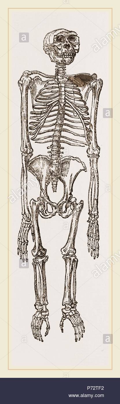 Chimpanzee Skeleton Stock Photos & Chimpanzee Skeleton Stock Images - Alamy