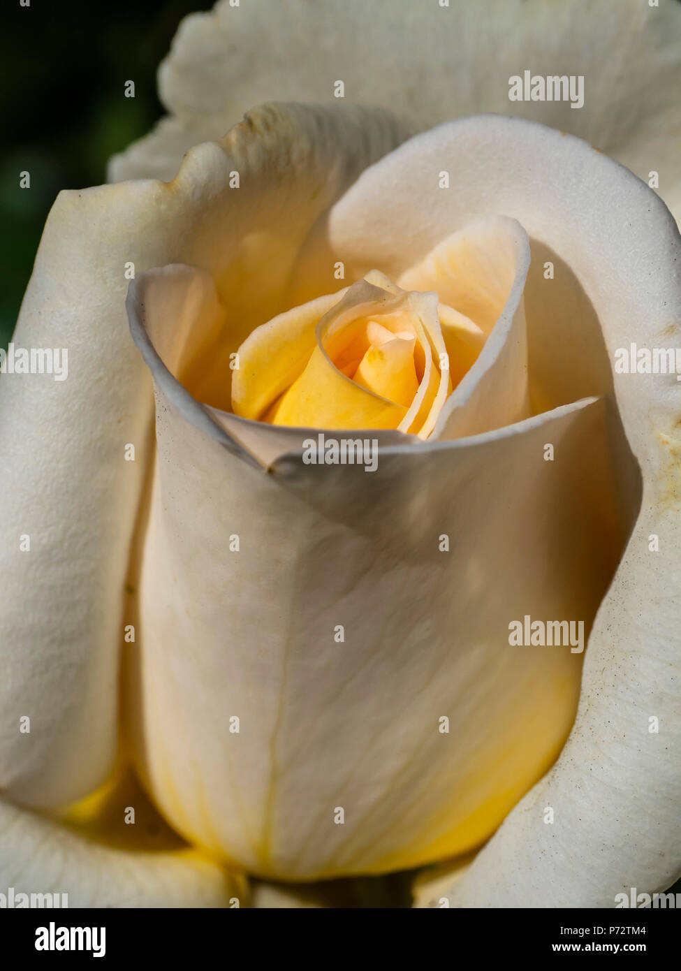 Whisper Rose blossom, Inez Grant Parker Memorial Rose Garden, Balboa ...