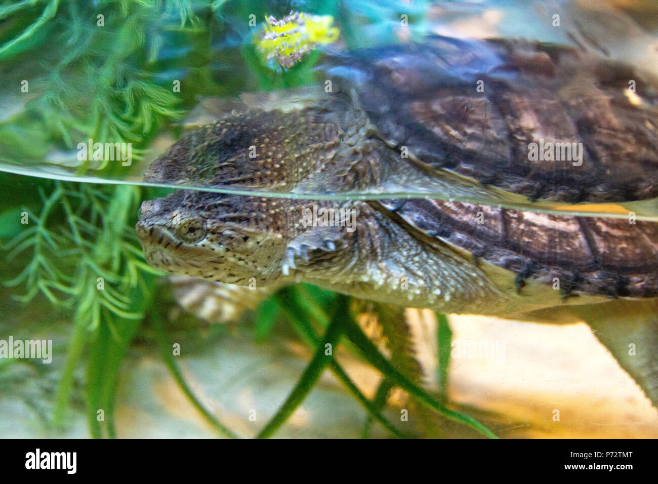 Snapping turtle beak hi-res stock photography and images - Alamy