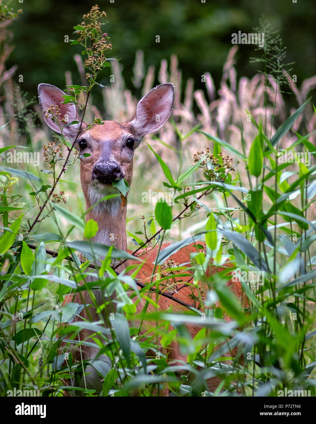 Pregnant deer hi-res stock photography and images - Alamy
