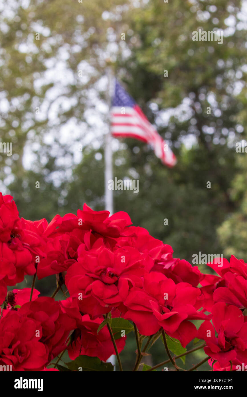American flag red roses hi-res stock photography and images - Alamy