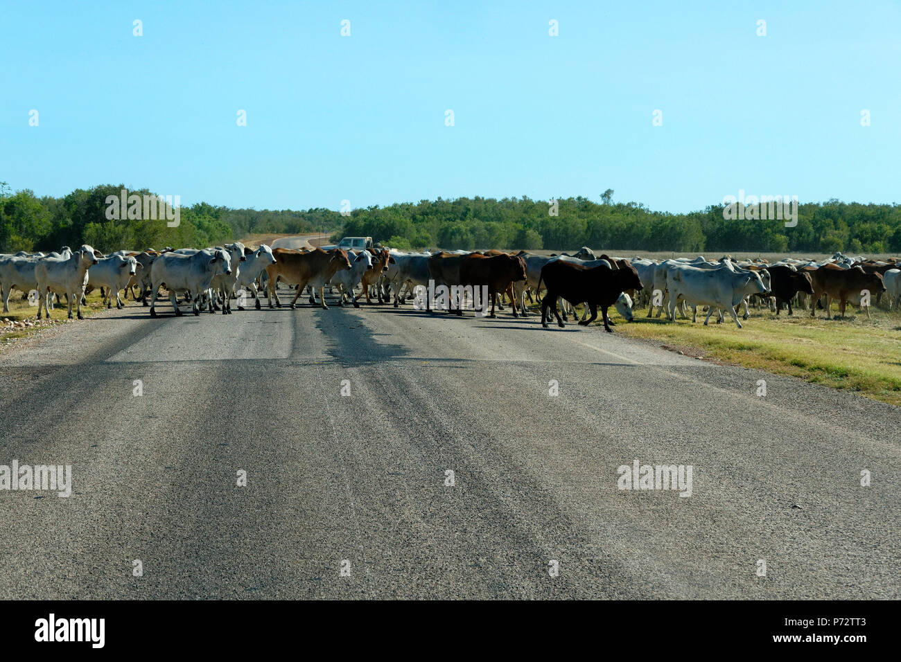 Live stock crossing Northern Highway, Roebuck, Western Australia Stock ...