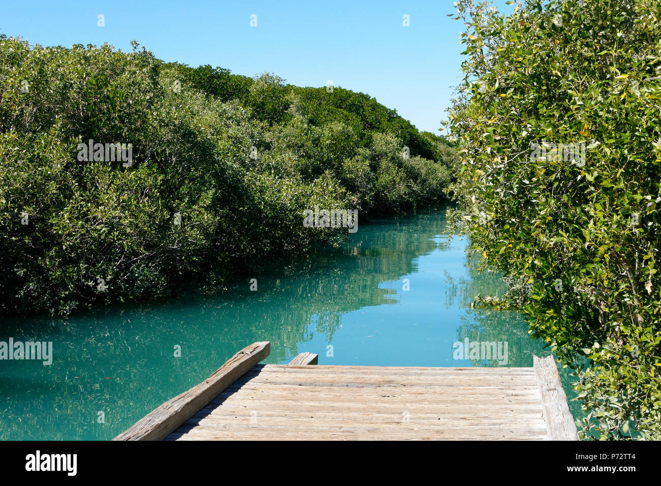Streeters Jetty with Mangrove trees, Broome, West Kimberley, Western ...
