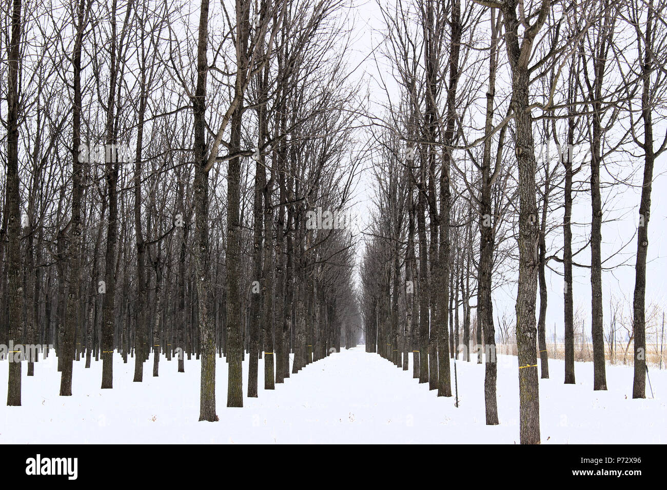 Lines of Trees Stock Photo - Alamy