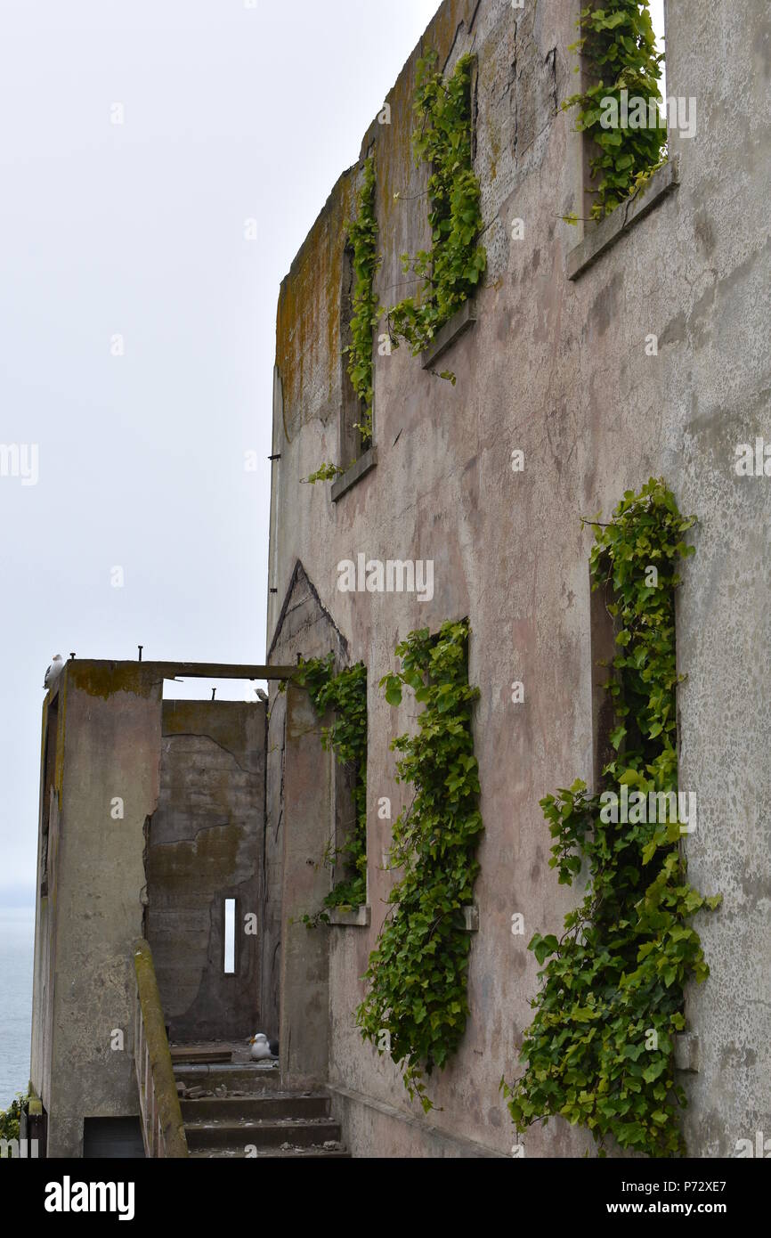 Nature retrieving its place on Alcatraz Island, San Francisco ...